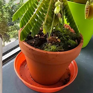 Rose 'fantastic at 60' Happy Birthday Rose Gift Wrapped With Huge Bow ...