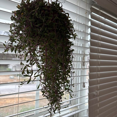 Rare String of Ruby Necklace Succulent Plant Unique Vertical Gardens ...