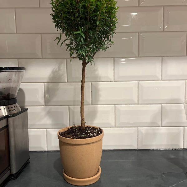 FOSTER 4-pack LIVE 4 Inch Kalanchoe, Blooming Houseplant, Gardening ...