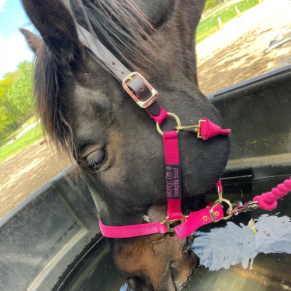 2 Lines Embroidered Horse Halter Name Tag - Etsy