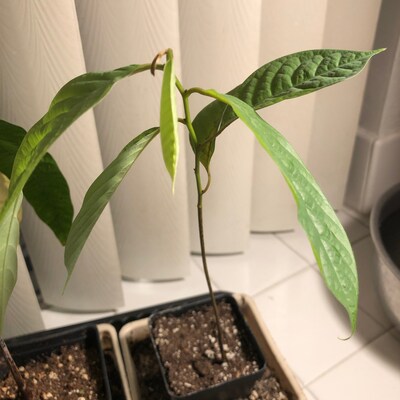 Rollinia Deliciosa Biriba Potted PLANT Tropical Tree - Etsy