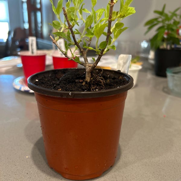 Weigela Florida 'polka' 4 1/2" (1) One Starter Plant! Live Plant ...