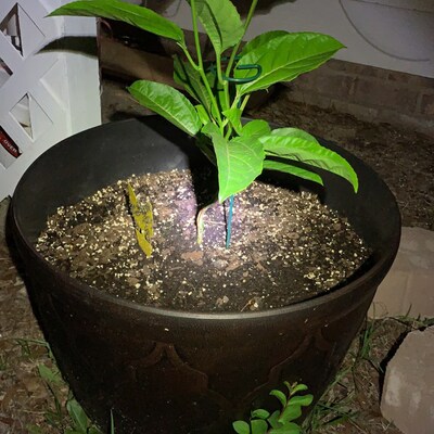 Star Apple Purple Caimito Milk Fruit. Grafted Tree - Etsy