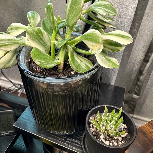 Bougainvillea 'raspberry Ice' Plant Cutting- Raspberry Ice ...