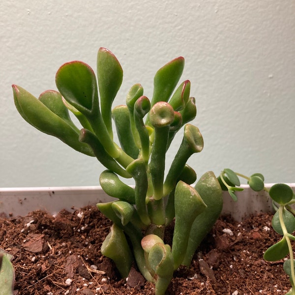 Ogre Ears Shrek ET Jade Plant Succulent Huge 5+" Cuttings or Rooted ...