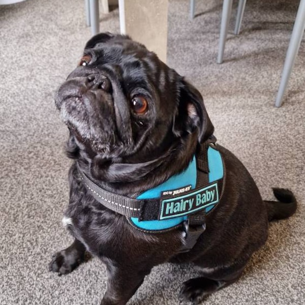 Dog Harness Name Patch Embroidered Pet Name Patch GREY Dog Name Patch ...