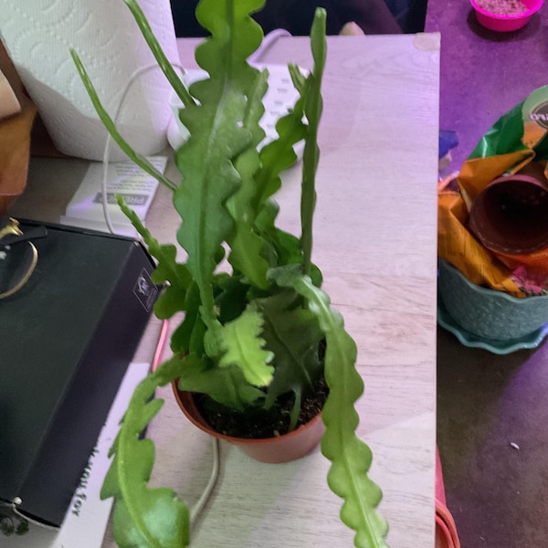 Fishbone Cactus | Epiphyllum Anguliger Ric Rac Cactus | Zig Zag Cactus ...