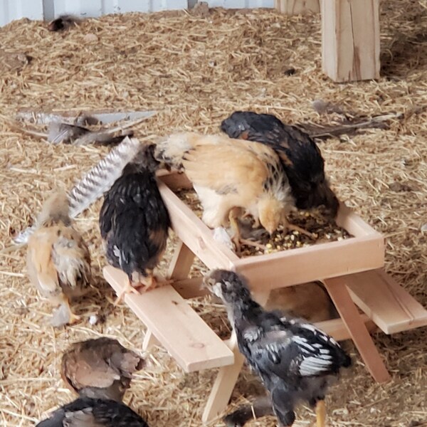Chicknic Picnic Table for Chickens - Etsy