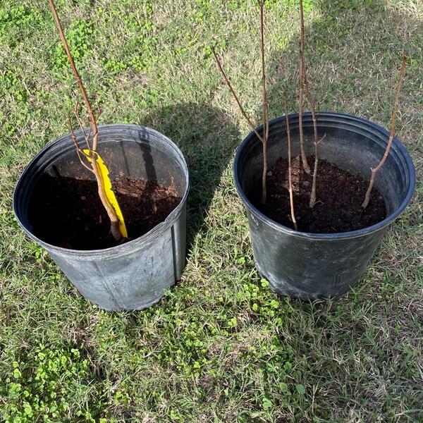 5 Red Maple Bare Root (acer Rubrum) - Etsy