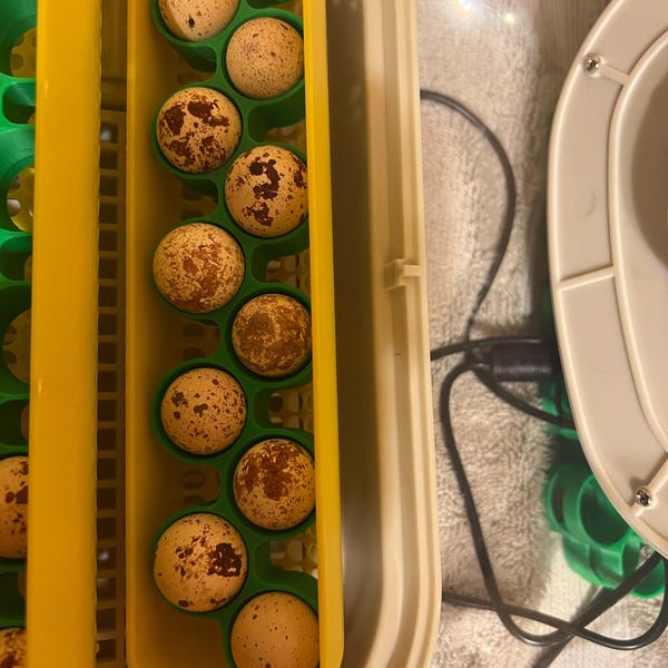 Mini Crates With Flexible Quail Egg Trays | Modern Fresh Egg Storage ...