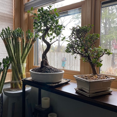 Surinamese Stick Pea Powder Puff Bonsai Tree winter - Etsy