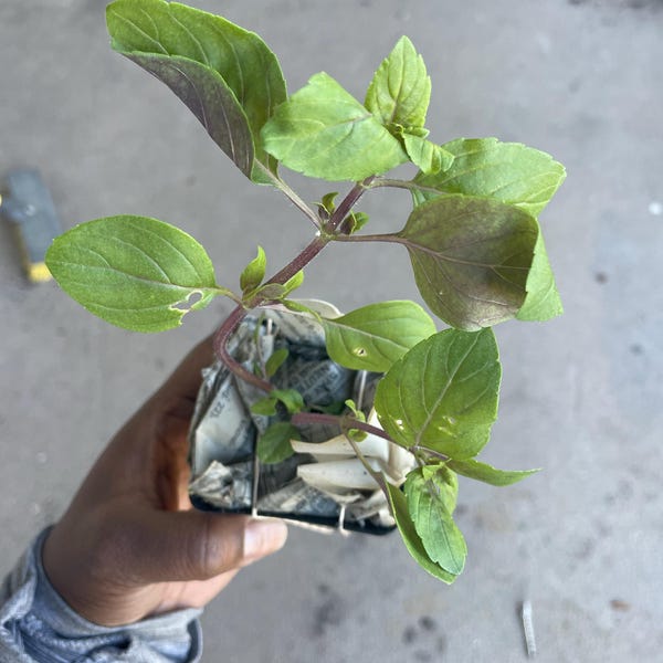Cassia Didymobotrya Popcorn Plant Senna Plant in 4 Inch Pot - Etsy