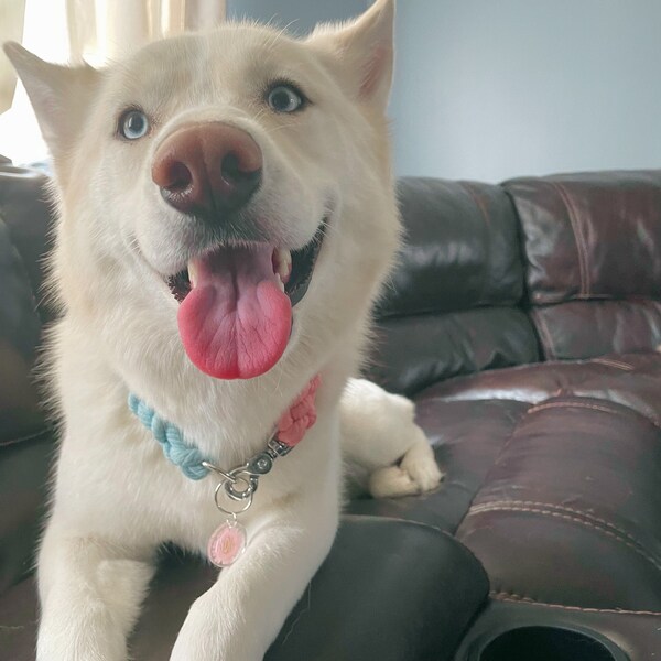 Two Color Rope Dog Collar - Etsy