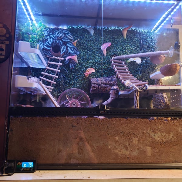 Small Hermit Crab Shell Bundle - Etsy