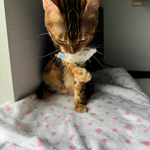 Berry Pie Catnip Filled Cat Toys - Etsy