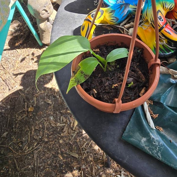 Epipremnum Skeleton Key Starter Plant (ALL STARTER PLANTS Require You ...