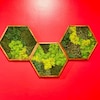 Hexagon Moss Wall Art Moss Wall Decor Preserved Moss Art Framed Moss ...