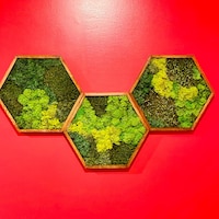 Hexagon Moss Wall Art Moss Wall Decor Preserved Moss Art Framed Moss ...
