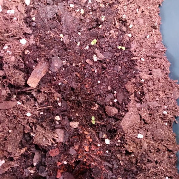 Colorful Camouflage/chinese Characters Lycra Nylon Spandex 4 Way ...