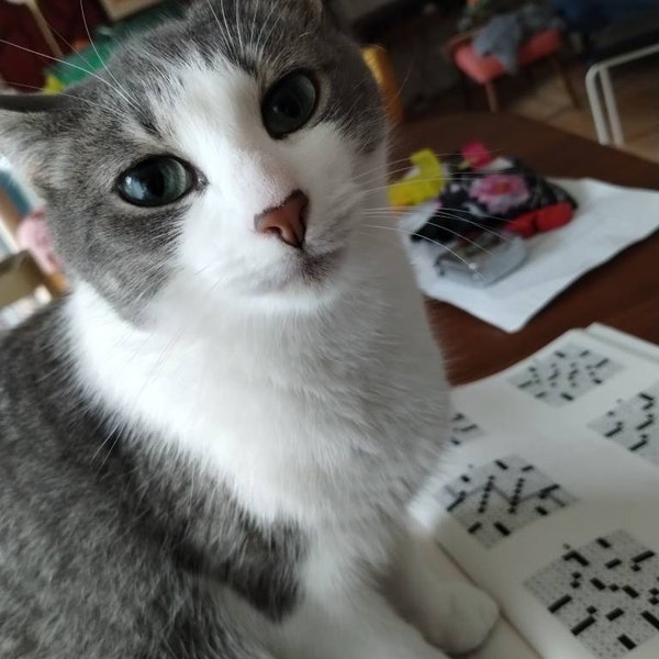 Grey/white Cat Print - Etsy