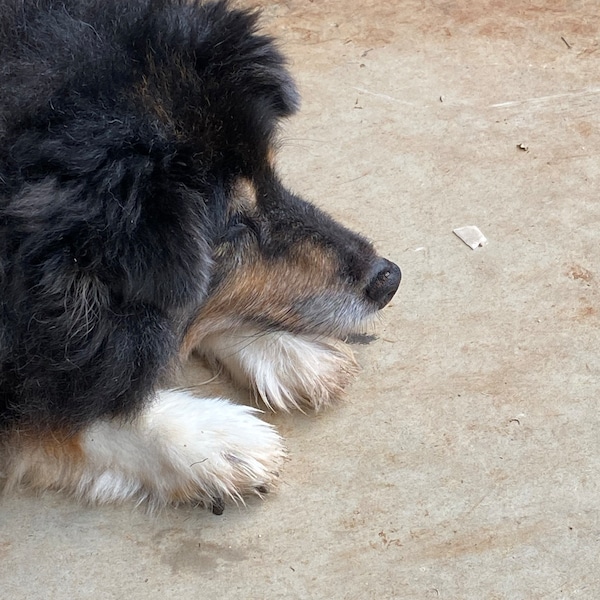 Tangled Dice Tower | Rapunzel Design | DND Terrain | Pathfinder ...