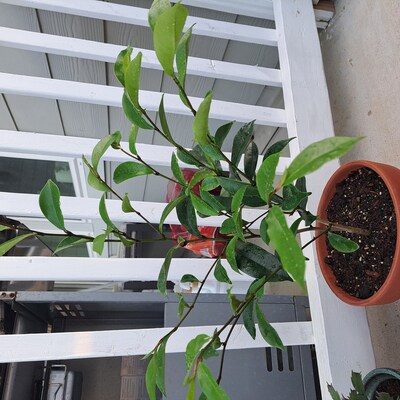 Chinese Perfume Tree, Chinese Rice Flower, in 4 Pot Aglaia Odorata - Etsy