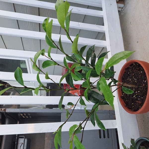 Chinese Perfume Tree, Chinese Rice Flower, in 4", 6" and 10" Pot Aglaia ...