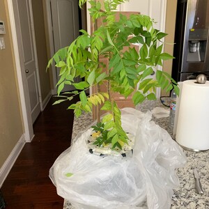 AMLA Live Plant Aka Emblica Officinalis Indian Gooseberry - Etsy