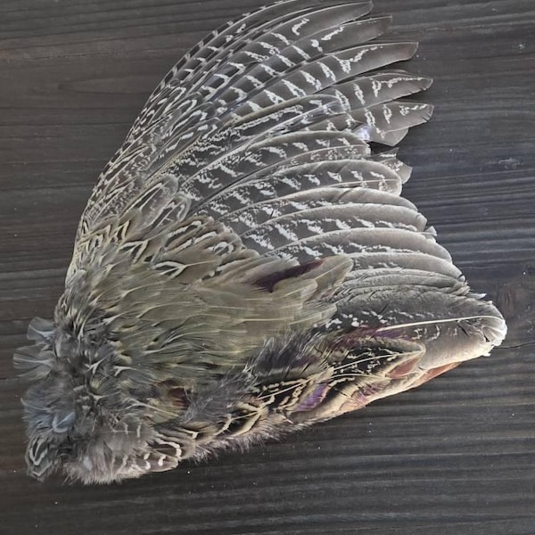 English Pheasant Wing/prayer Fan/ Ceremony/sacred/ Bird Tribe - Etsy