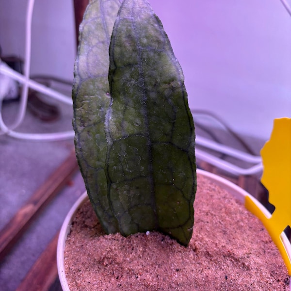 Chester Fern Starter Plant ALL STARTER PLANTS Require You to Purchase 2 ...