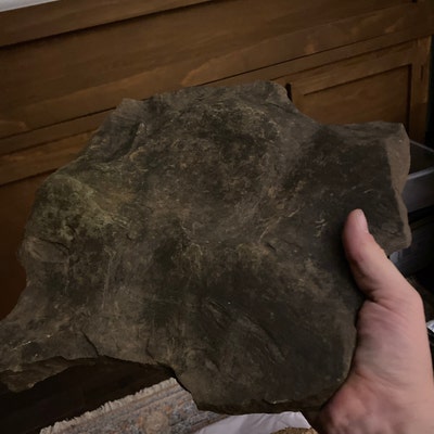 Spoon Leaved Moss Bryoandersonia Illecebra Live Terrarium Moss - Etsy