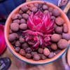 Rare Succulent: Imported Succulent Agavoides Echeveria Moulin Rouge ...
