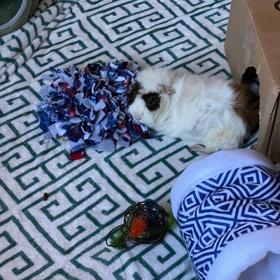 Seagrass Enrichmat™ Snuffle Mat Foraging & Enrichment Mat Well Kept ...