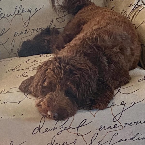 Labradoodle Dog Blanket | Official Dog of Cool People | Labradoodle Mom ...