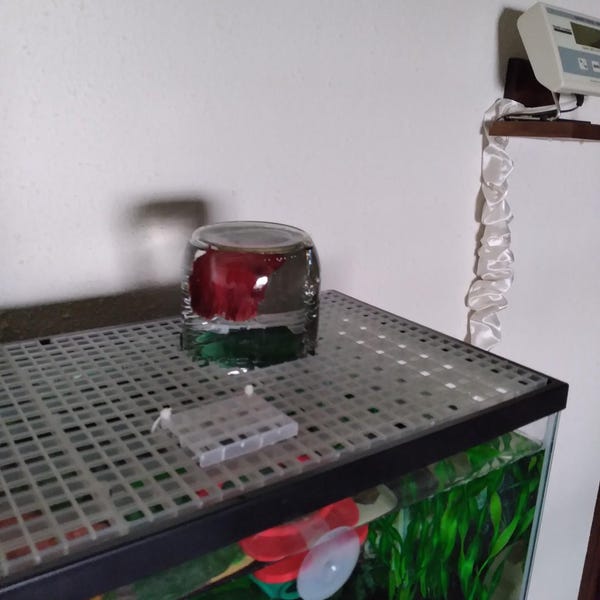 Justponics Mini Bell Siphon V3 (set of 2) - Etsy