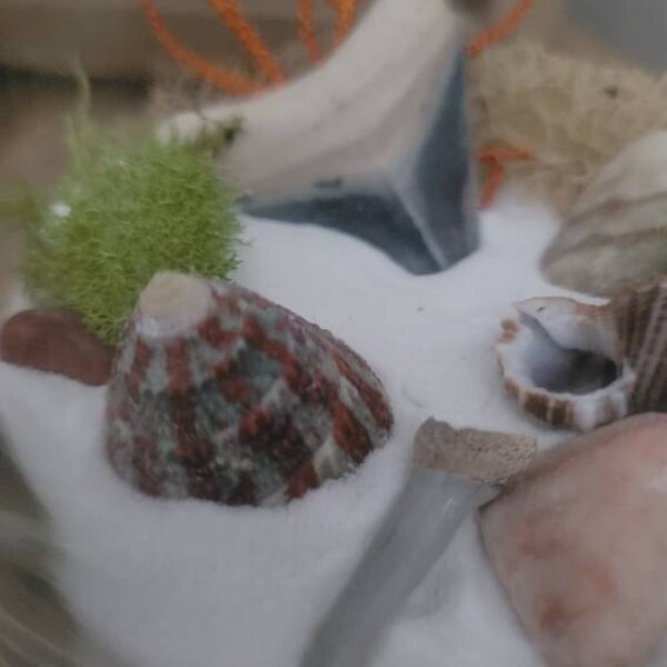 Bone Valley Megalodon Shark Tooth 2.4” - Etsy