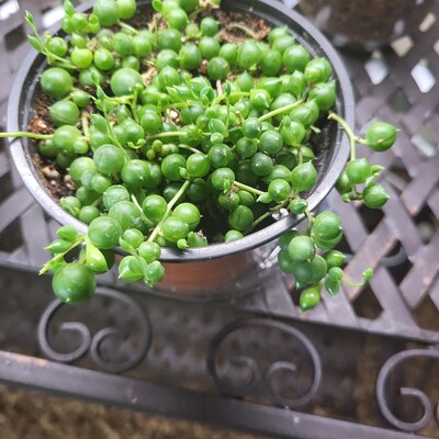 4 Pack 2 Assorted Varieties Succulents Potted - Etsy