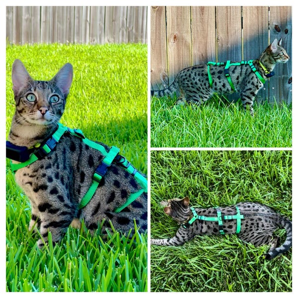 ESCAPE Proof CAT HARNESS, Adjustable Safety Adventure Cat Harness ...