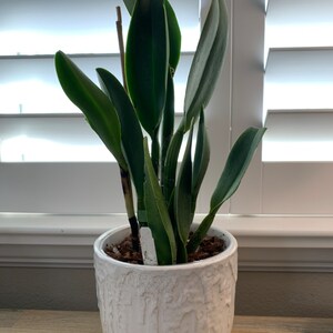 Rby. Copper Queen 'H&R' Near Blooming Size Brassavola - Etsy