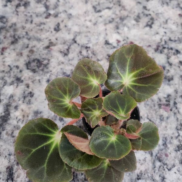 Pinguicula Sethos Butterwort Carnivorous Plant Bare Root Starter - Etsy