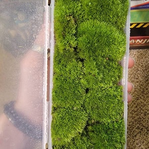 Live Clean and High Quality Planted Sheet Moss & Cushion Moss for ...