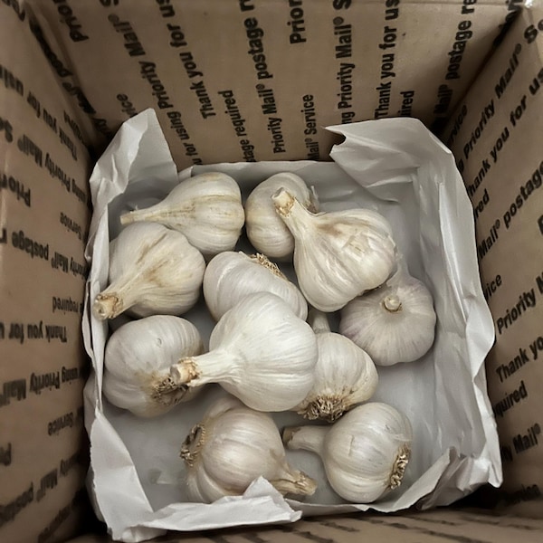 Duganski Culinary Garlic Bulbs Small Size: 1 5/8 to 1 7/8 Organically ...