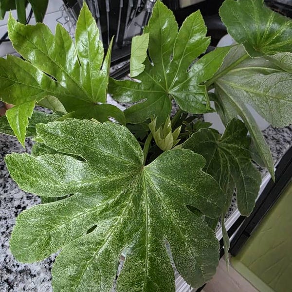 Tradescantia Bubblegum Nanouk Plant - 4 Inch Pot - Optional Decorative ...