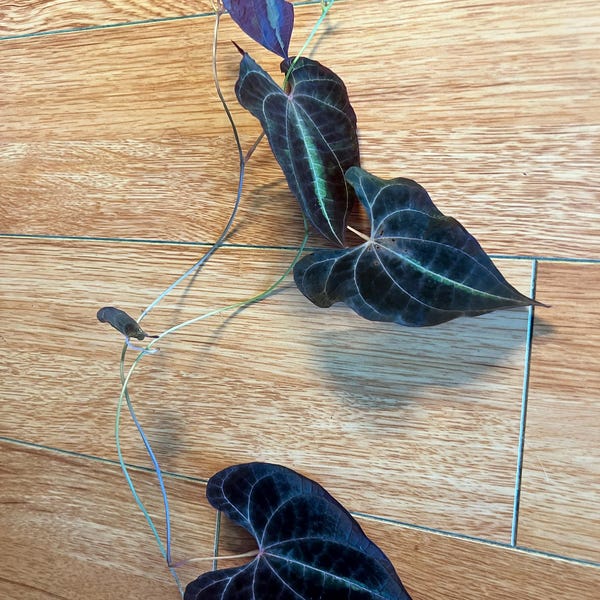 Variegated Philodendron Micans ‘mint’ (non-exact) - Etsy