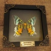 Real Framed Butterfly Sunset Moth Urania Ripheus Dried Insect Frame ...