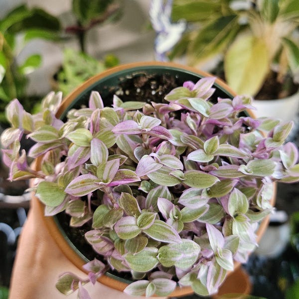 Sedum Dasyphyllum Major Blue Tears Sedum Live Succulent Plants 2 4 6 ...