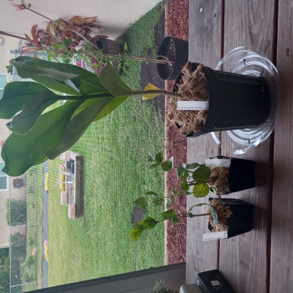 Pikake Plant. Single Flower Variety for Lei Making (pikake Lahilahi ...