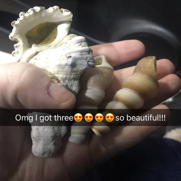 The Rockfish by Shellpipe free Pipes With Every Order Shell Pipe ...