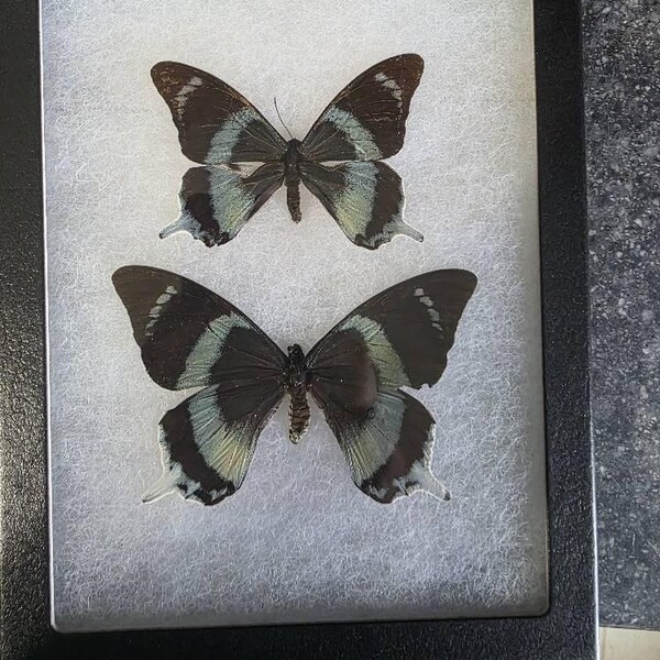 Complete Butterfly Mounting Kit With Spreading Board, PRESERVED ...