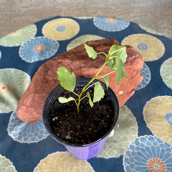 Varsity Shirin Pust Gharmez Pomegranate Tree – Cold-hardy, Large Sweet ...